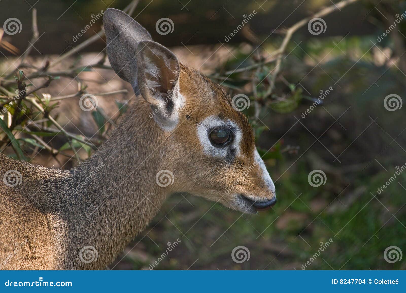 Kirk S Dik-dik- Small Antelope Stock Photo - Image of antelopes, tiny ...