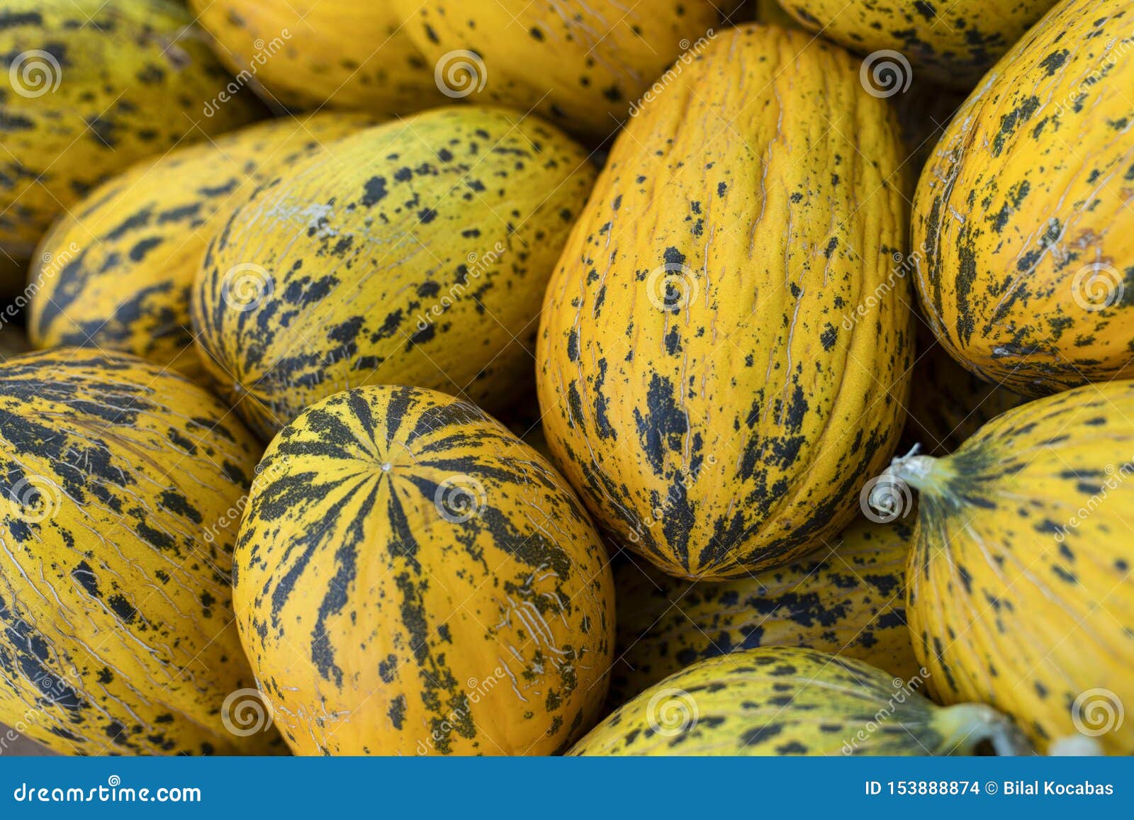 Kirkagac Melon in a Bazaar. Kirkagac is a Popular Melon Type in Turkey ...