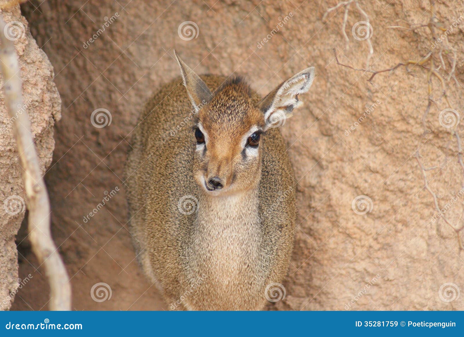 Kirkii De Dik-dik - De Madoqua De Kirk Imagen de archivo - Imagen de ...