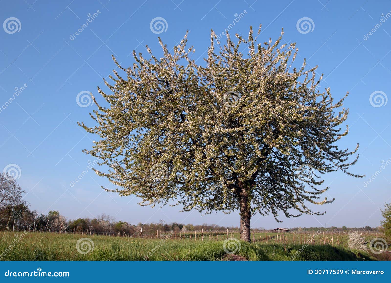 Kirschbaum stockbild. Bild von blumen, frühling, wild - 30717599