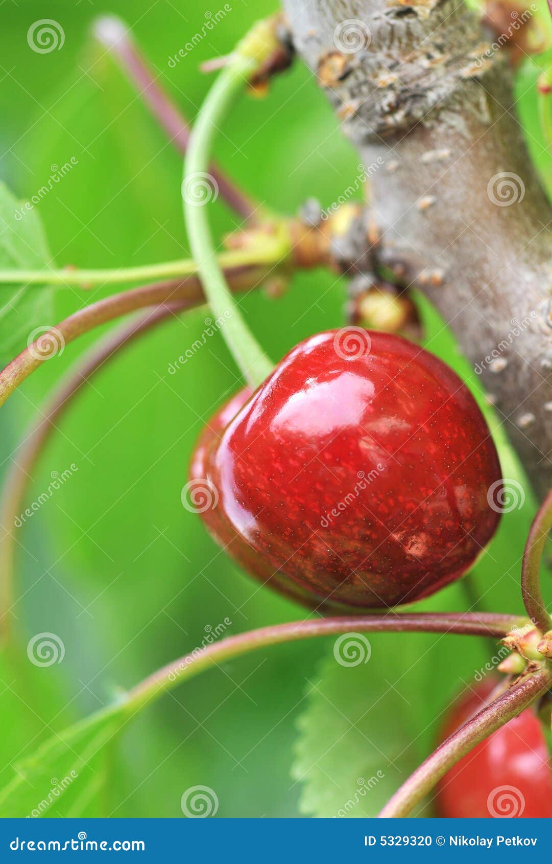 Kirschbaum stockfoto. Bild von grube, nachricht, kirsche - 5329320