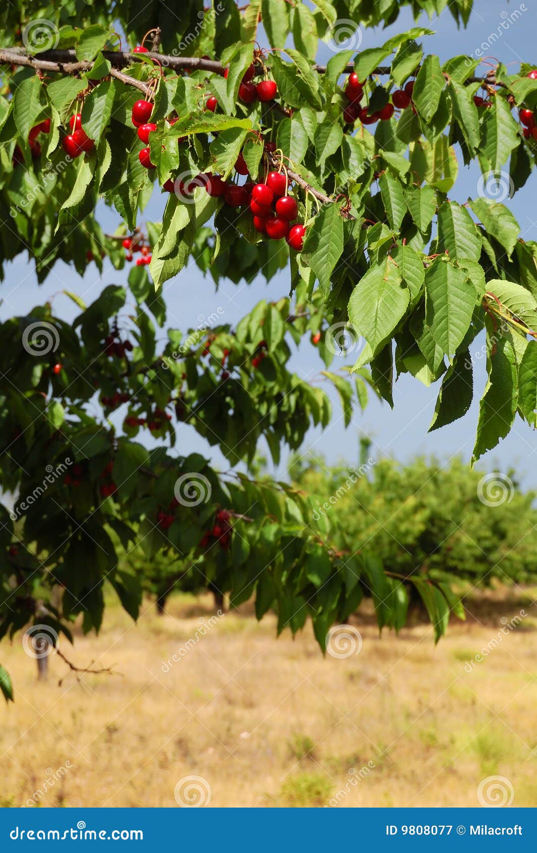 Kirschbaum stockbild. Bild von bewirtschaften, nave, laub - 9808077