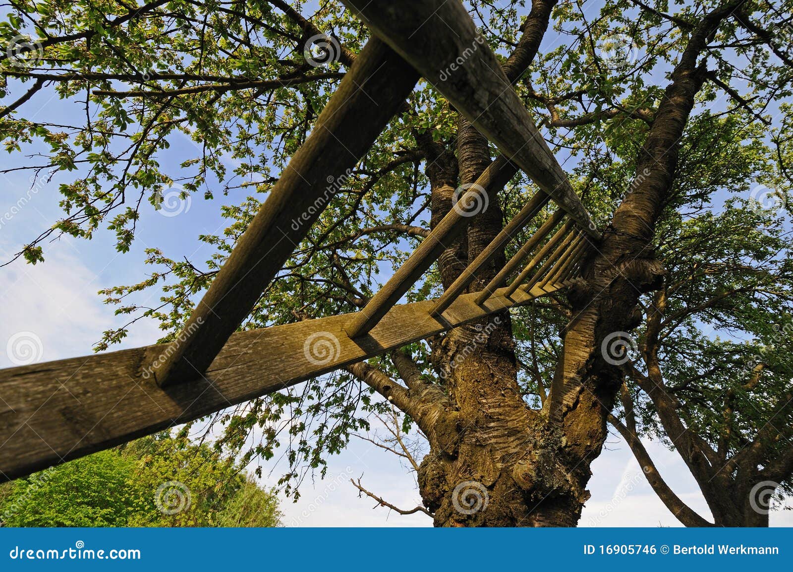 Kirschbaum Und Strichleiter Stockfoto - Bild von holz, grün: 16905746