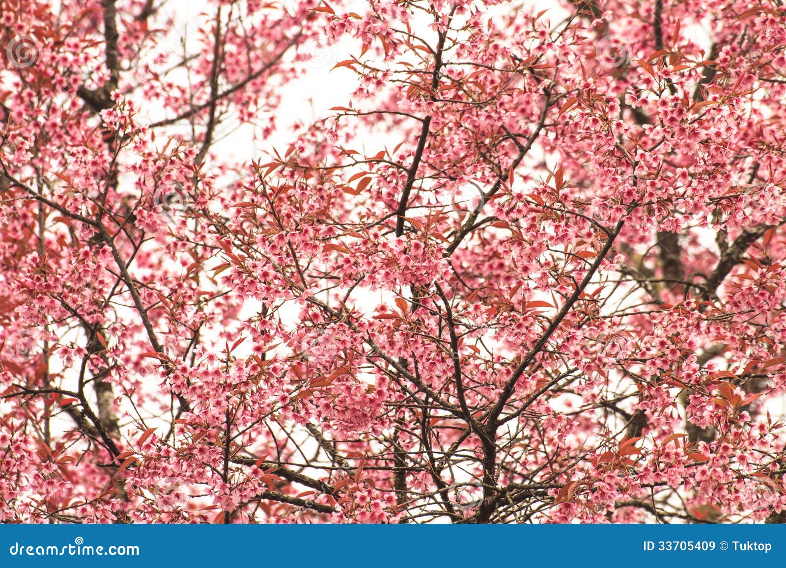 Kirschblütenbaum stockbild. Bild von garten, dekorativ - 33705409
