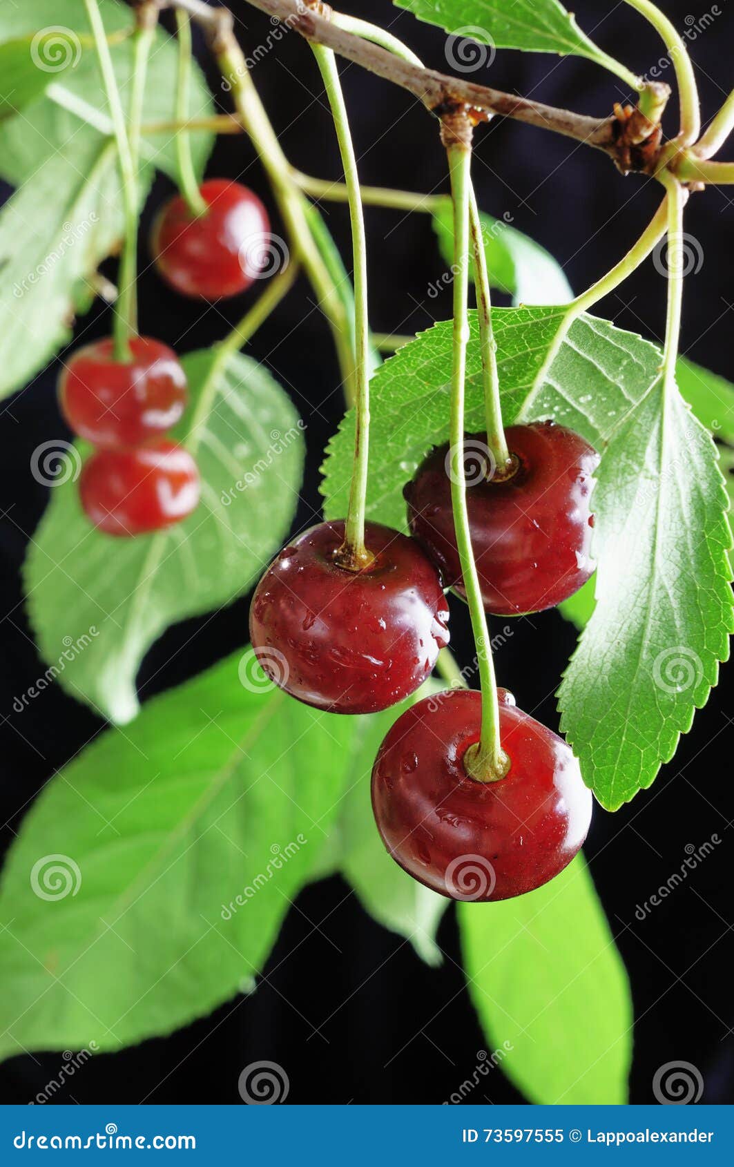 Kirsche stockbild. Bild von ausbaufähig, zweig, bewirtschaften - 73597555