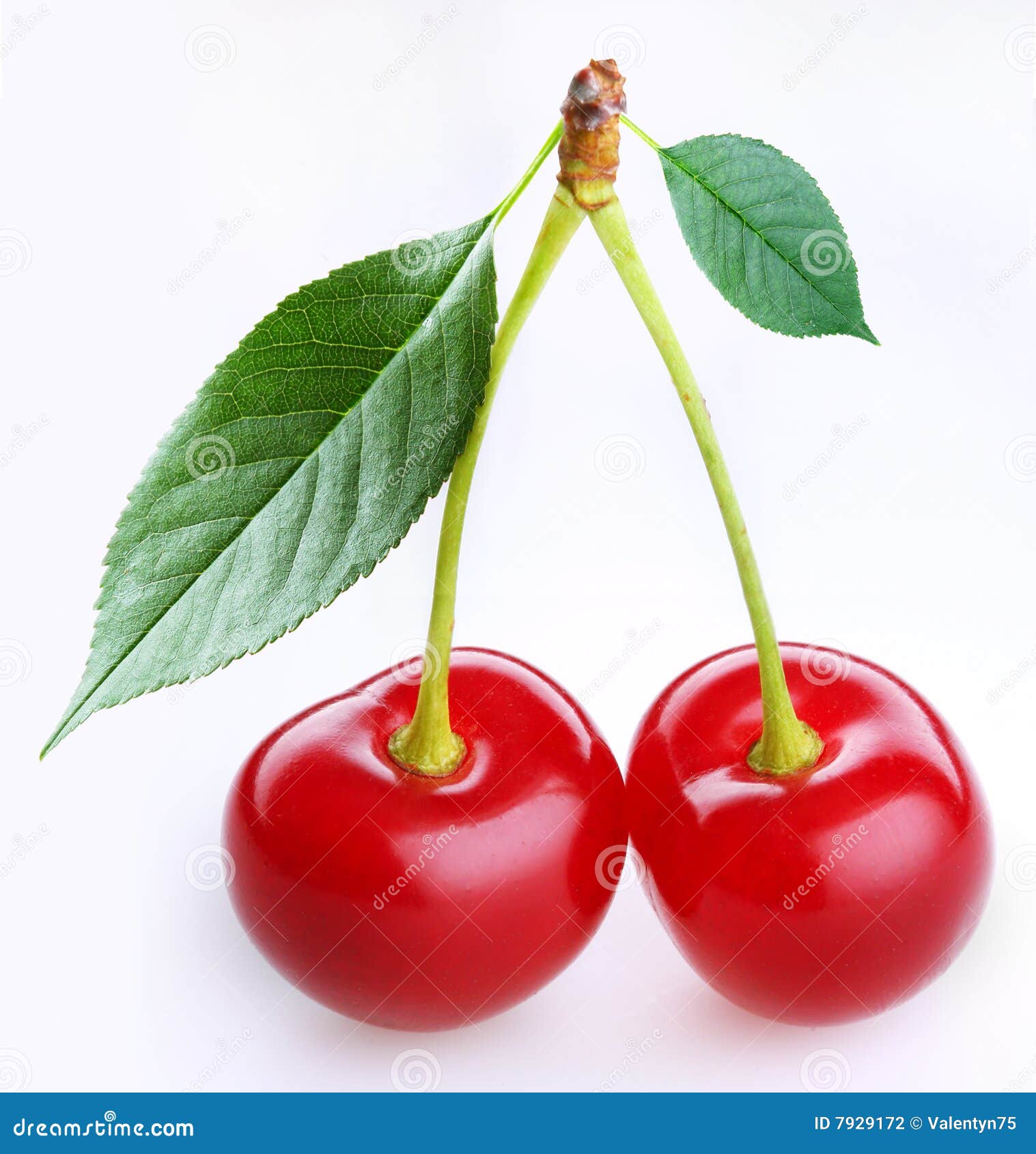 Kirsche stockfoto. Bild von gruppe, nahrung, frucht, wedel - 7929172