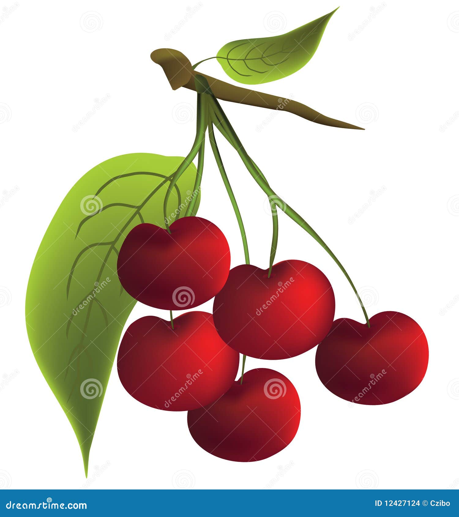 Kirschen. vektor abbildung. Illustration von früchte - 12427124