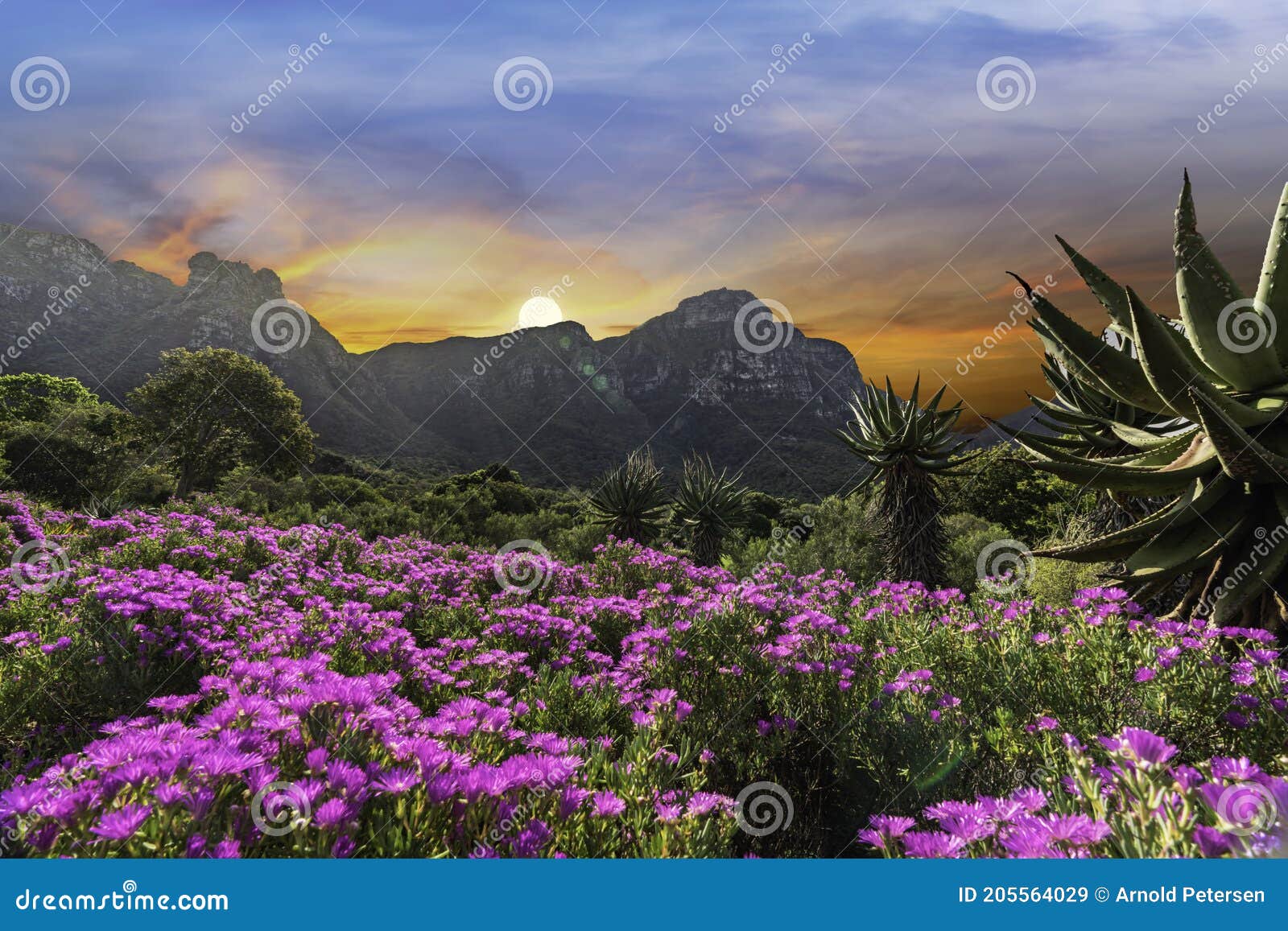 Kirstenbosch National Botanical Garden during Sunset in Cape Town South ... Kirstenbosch National Botanical Garden during Sunset in Cape Town South ...