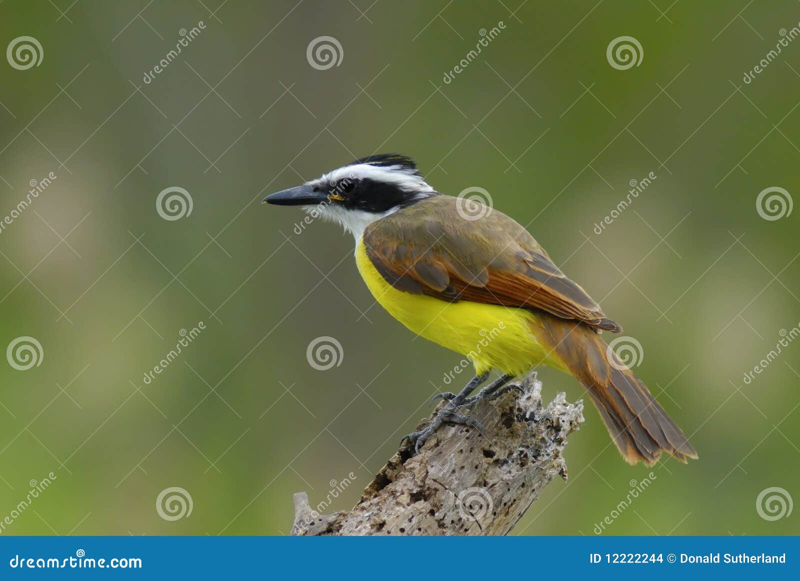 Kiskadee Flycatcher stock photo. Image of bird, yellow - 12222244