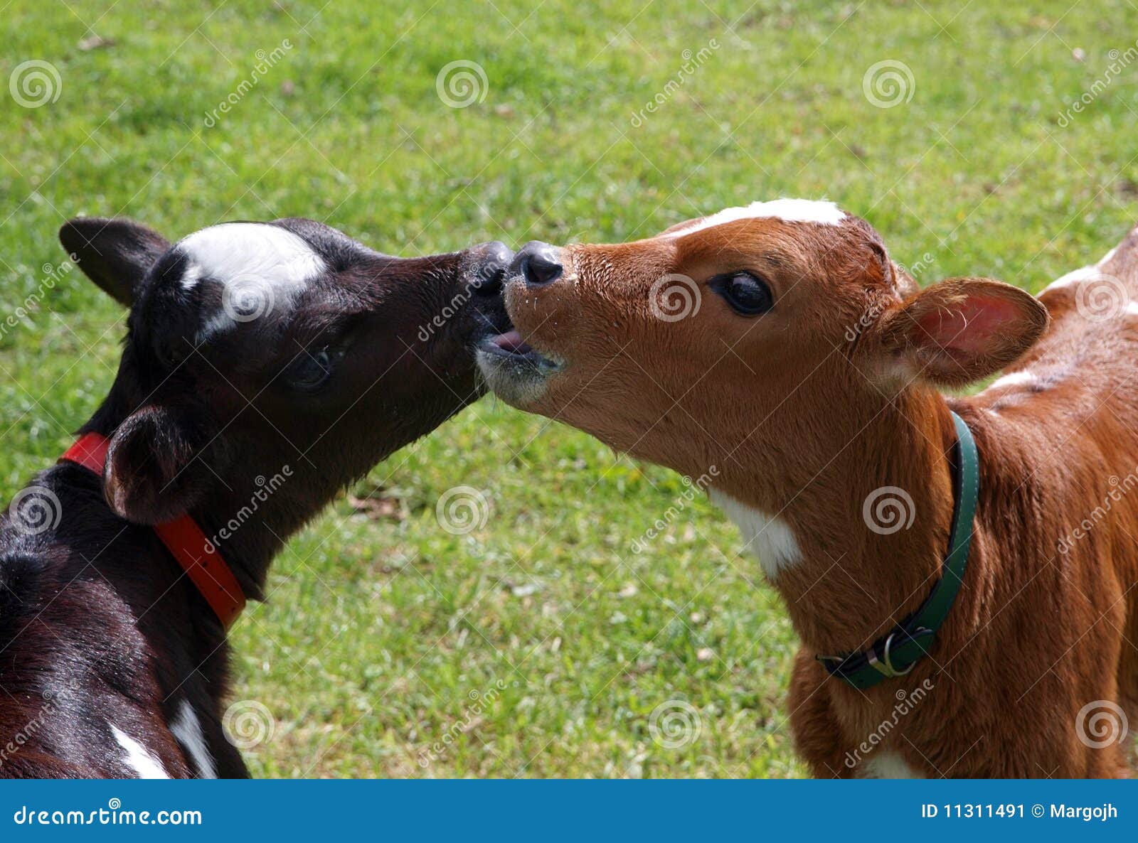 The Kiss stock image. Image of hooves, black, beast, isolated - 11311491