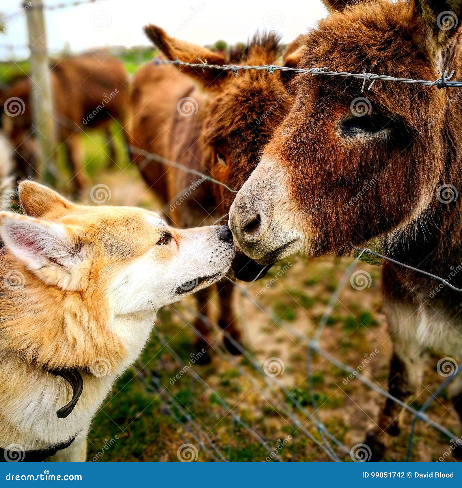 Kiss stock photo. Image of donkey, bjorn, kiss, greetings - 99051742
