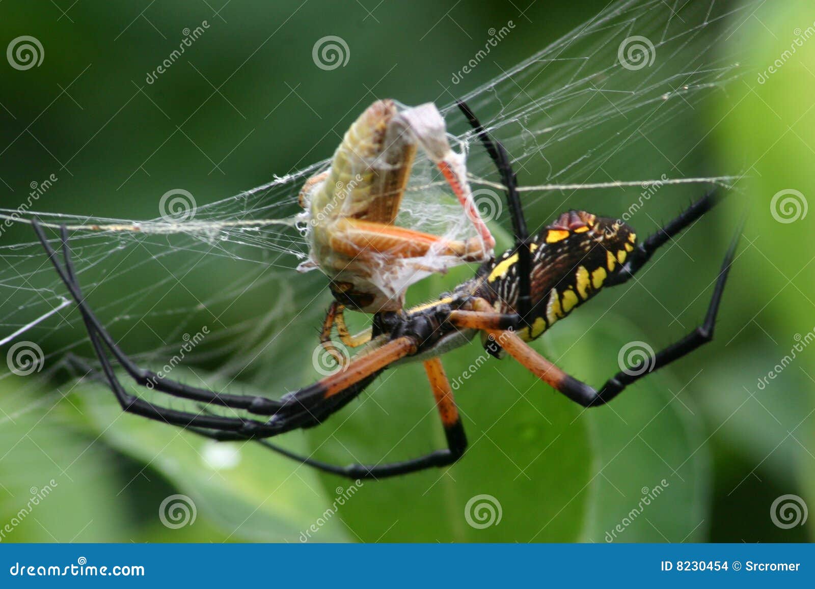 Kiss of Death stock photo. Image of peanut, spider, insect - 8230454