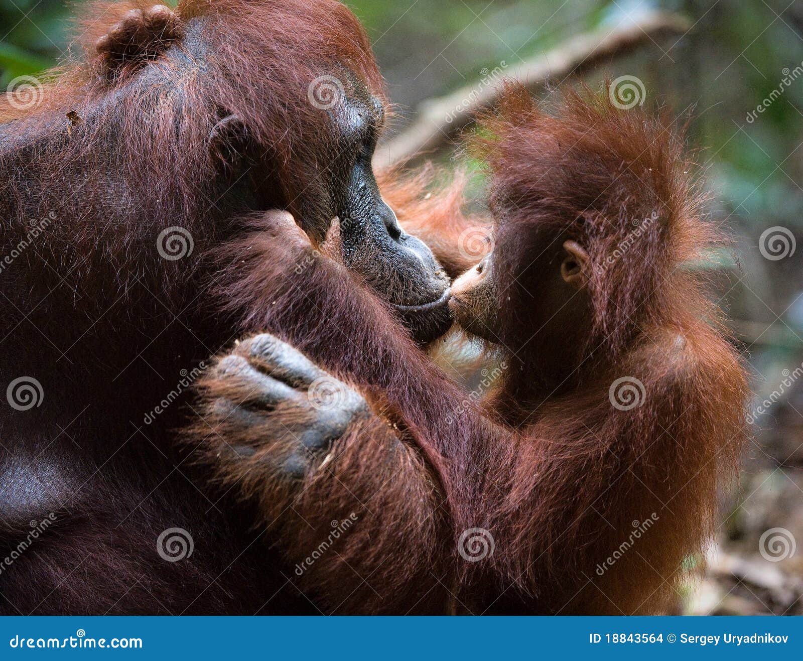 Kiss for mum. stock photo. Image of captive, beautiful - 18843564