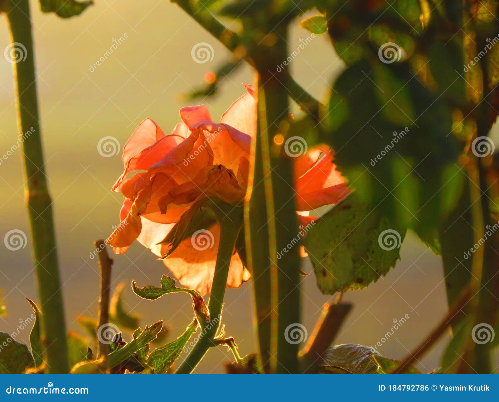 Kiss And Rose Royalty-Free Stock Photography | CartoonDealer.com #15190859