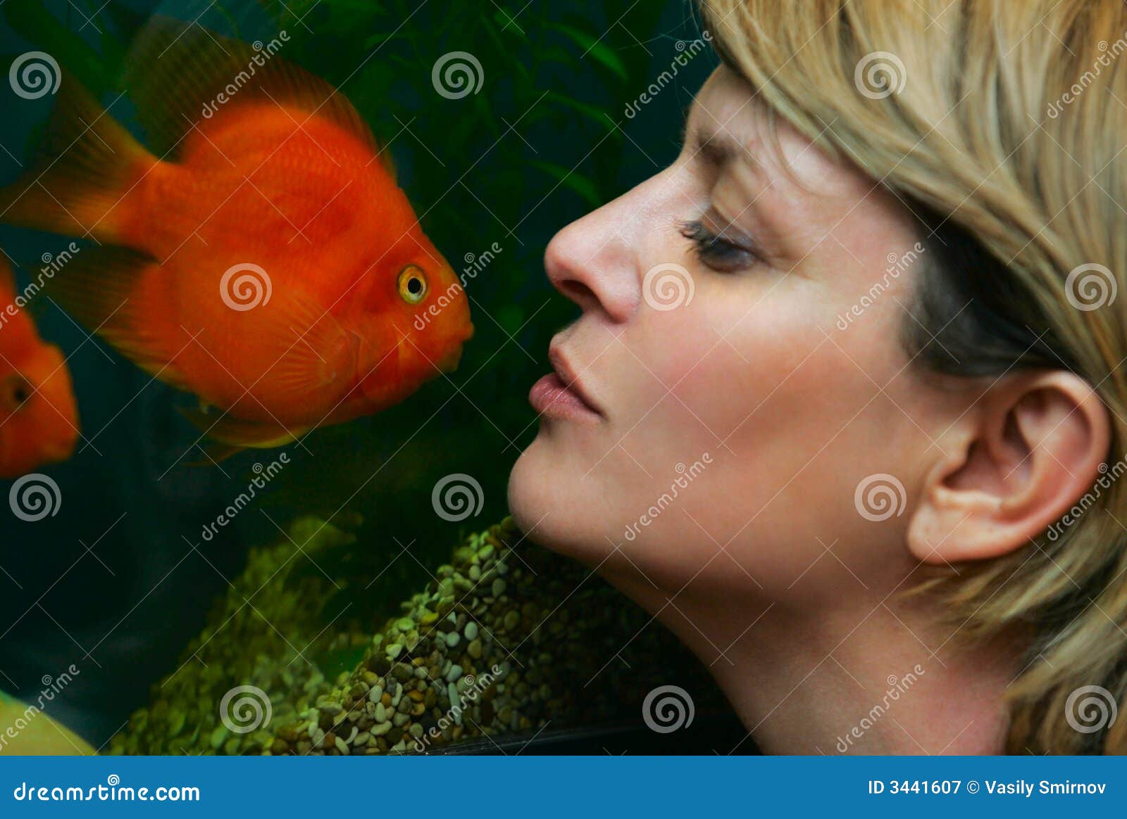 Kiss of a small fish stock image. Image of goldfish, activity - 3441607