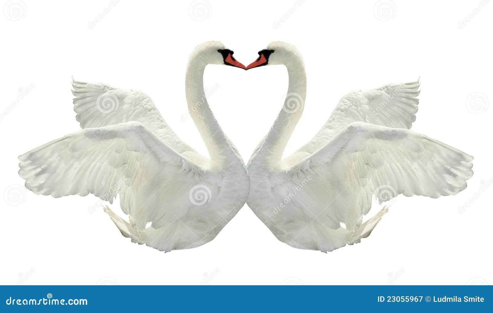 Kiss of two swans. stock image. Image of swans, purity - 23055967
