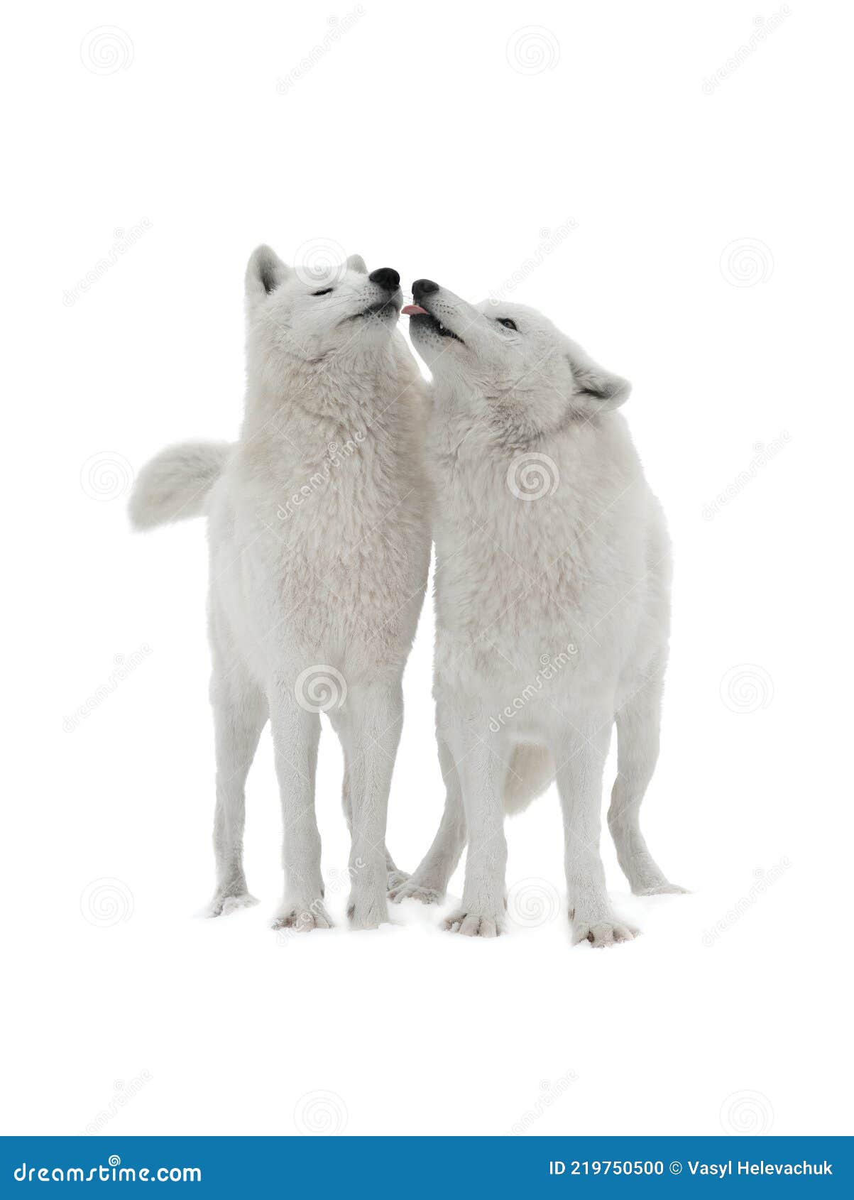 Kiss of the she-wolf. Wolf and she-wolf Isolated on White Background ...