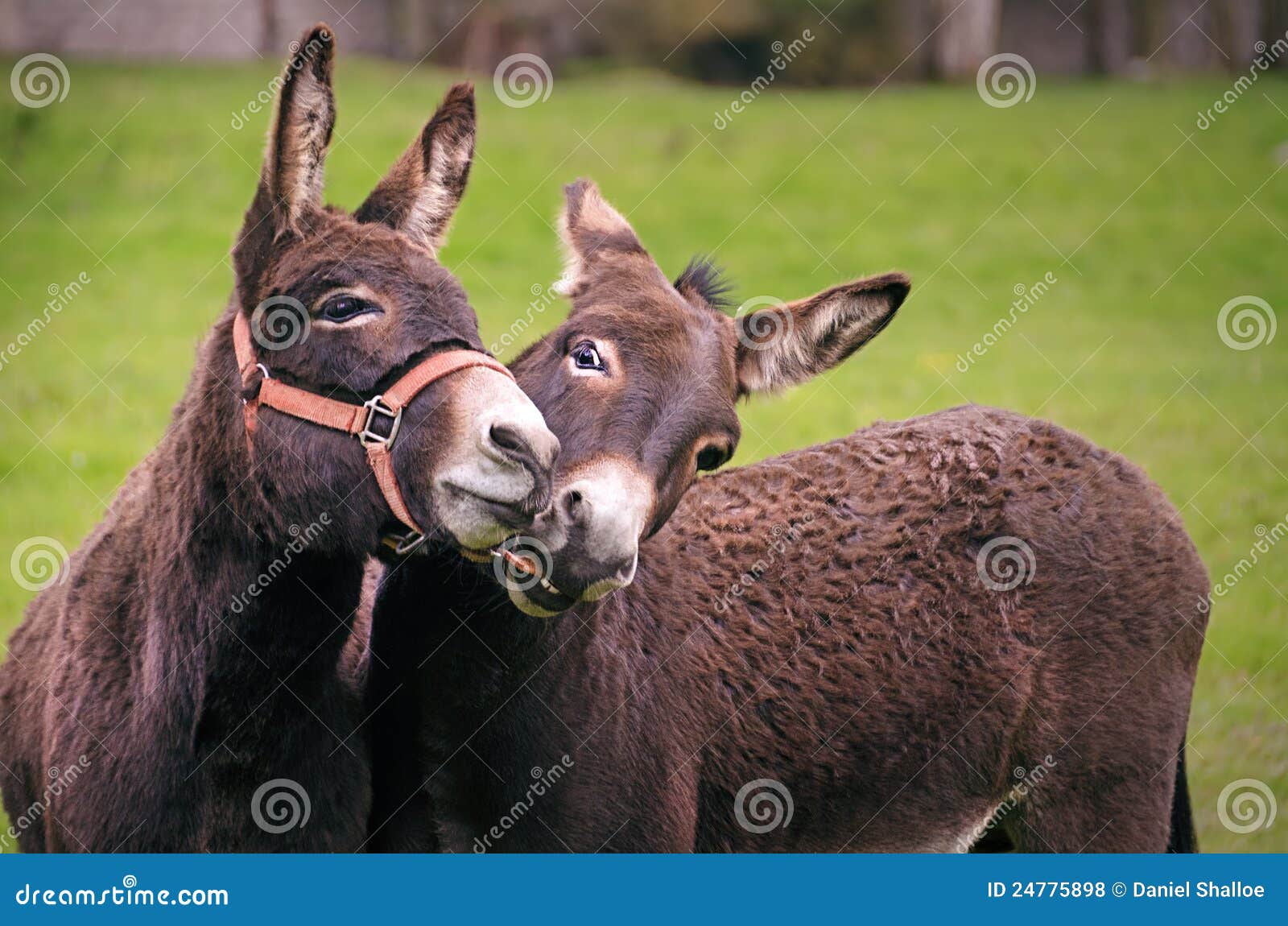 Kissing stock photo. Image of mouth, donkey, head, mule - 24775898