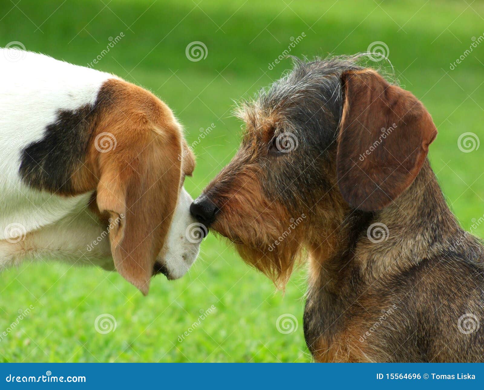 Kissing of Beagle and Dachshund Stock Photo - Image of animal, outdoor ...