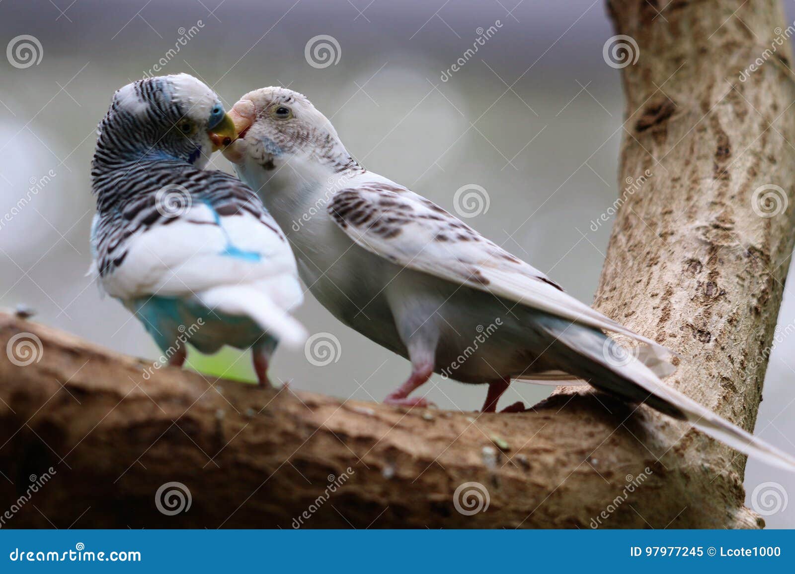 Kissing birds stock image. Image of feather, necking - 97977245