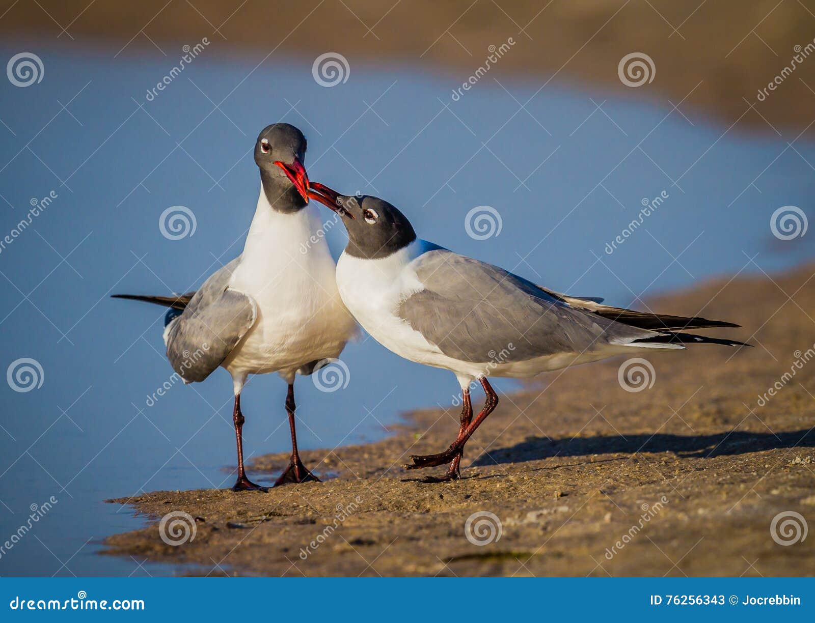 Two Seagulls Mating On The Shore Next To The Edge Of Water Stock ...