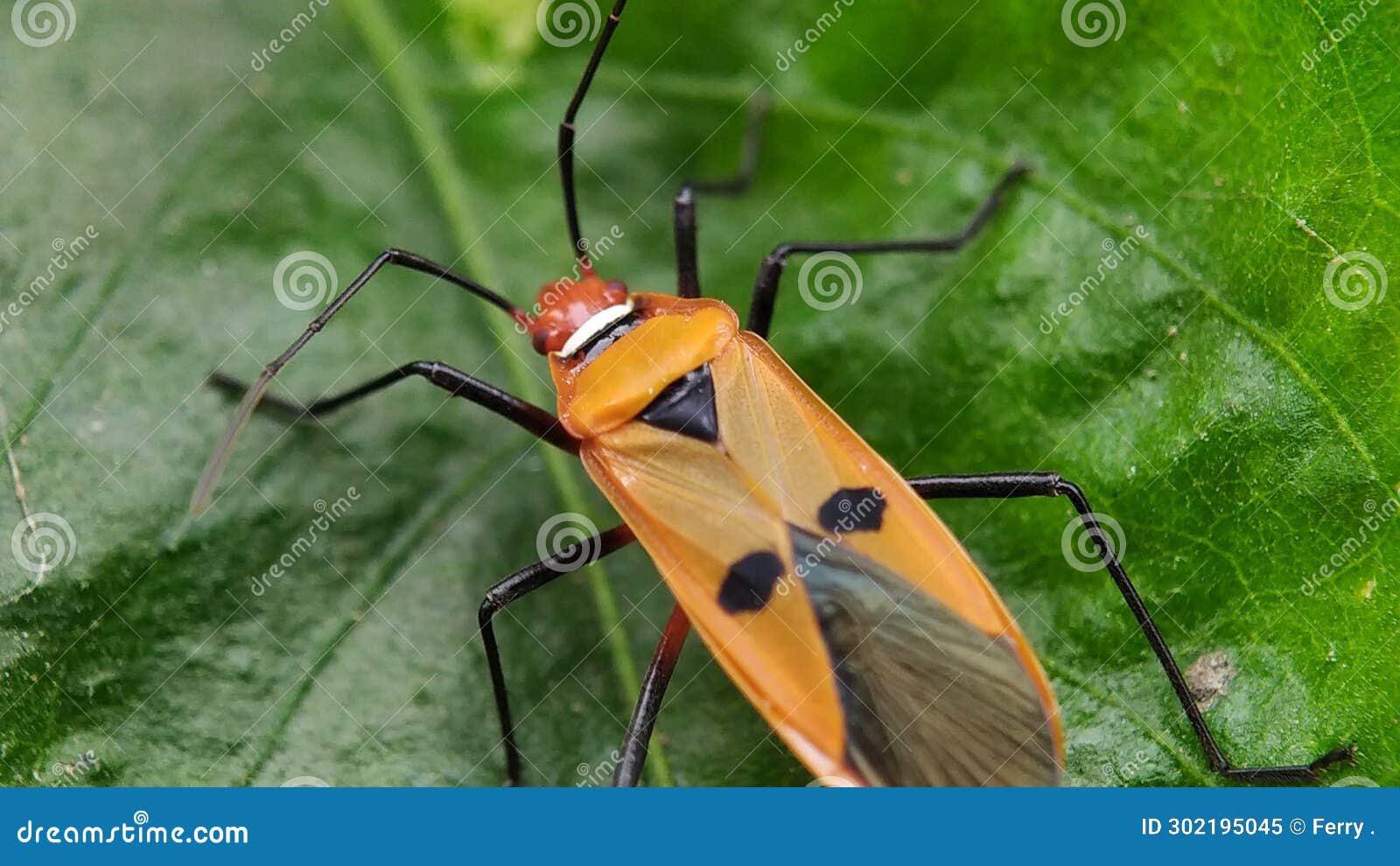 Kissing Bug Going Hunt for Meal Stock Image - Image of invertebrate ...