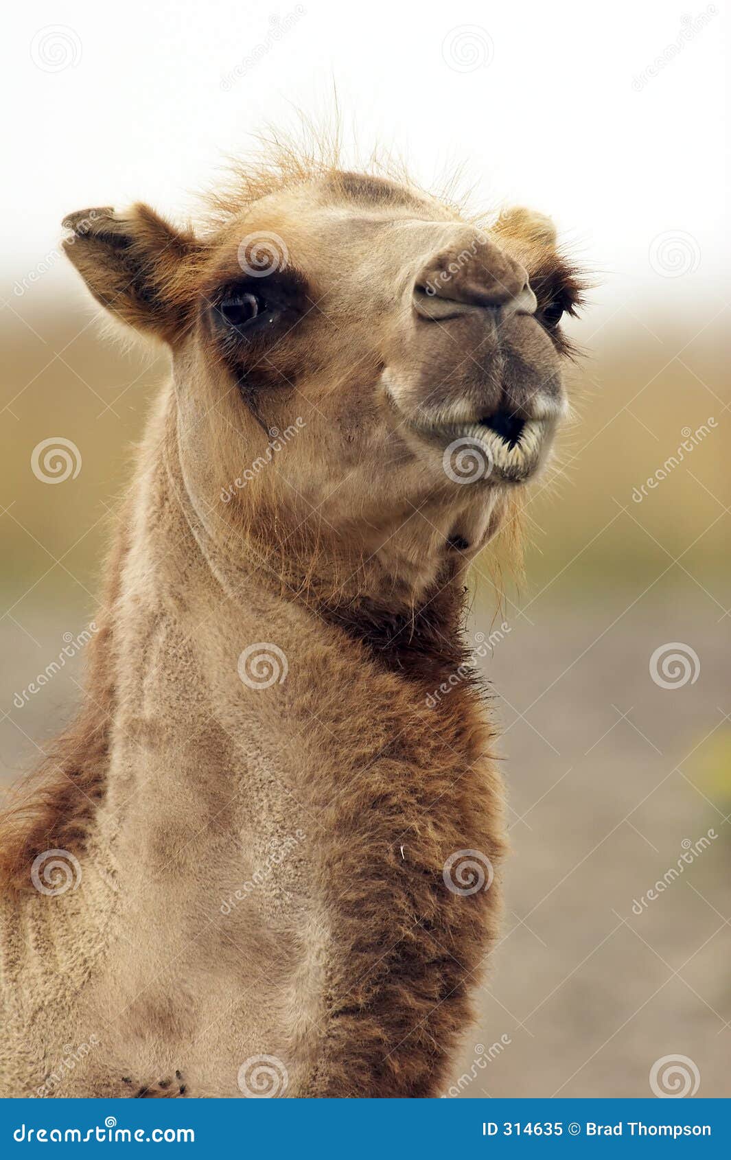 The Kissing Camel Closeup stock image. Image of hump, gulf - 314635