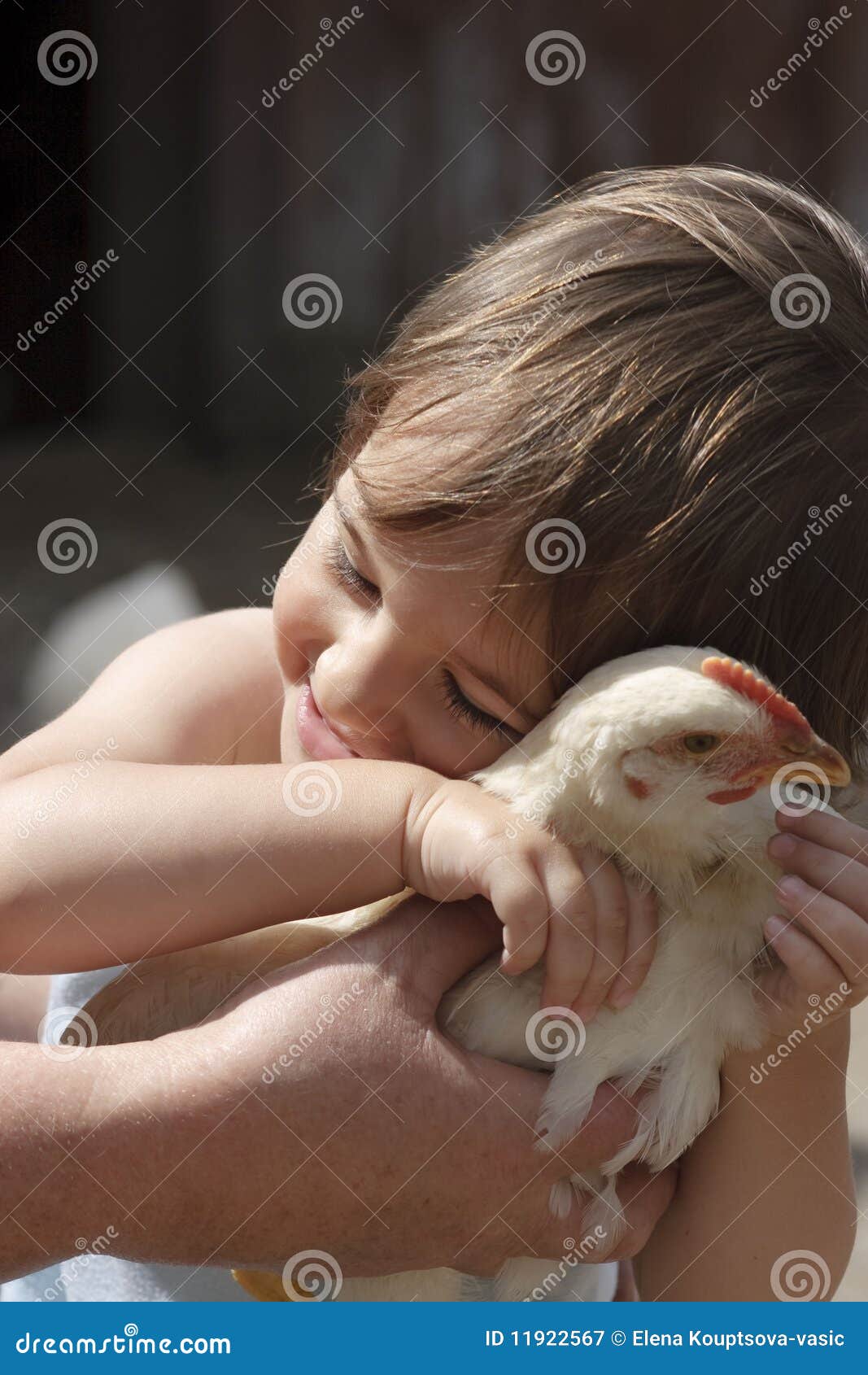 Kissing chicken stock image. Image of shot, pets, animal - 11922567