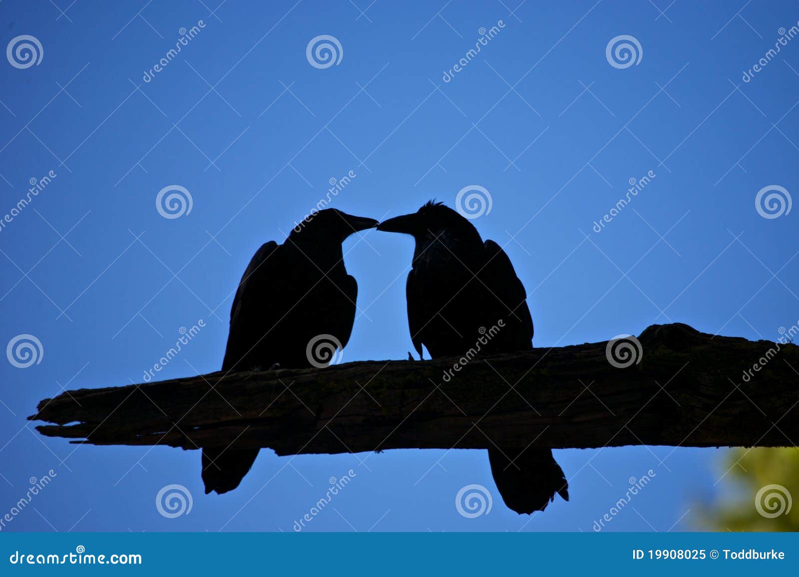 Kissing Crows Silhouette stock image. Image of bird, couple - 19908025
