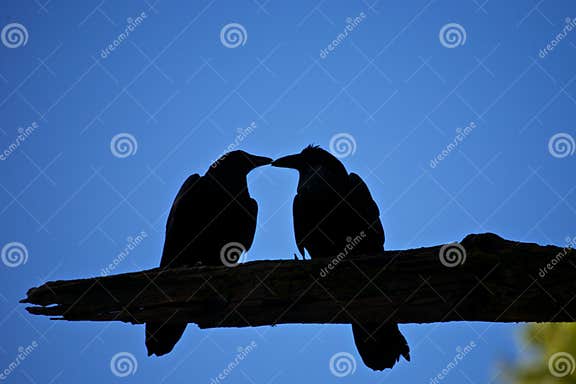 Kissing Crows Silhouette stock image. Image of bird, couple - 19908025