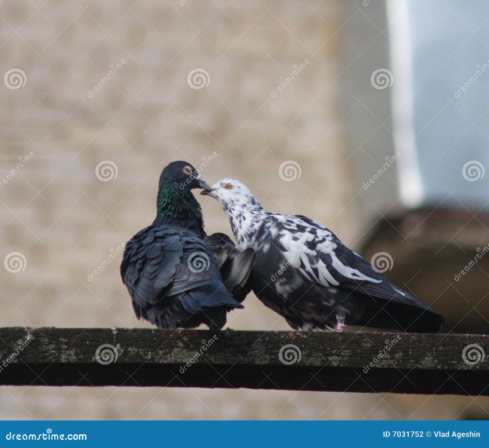 Kissing doves stock photo. Image of perch, friendship - 7031752
