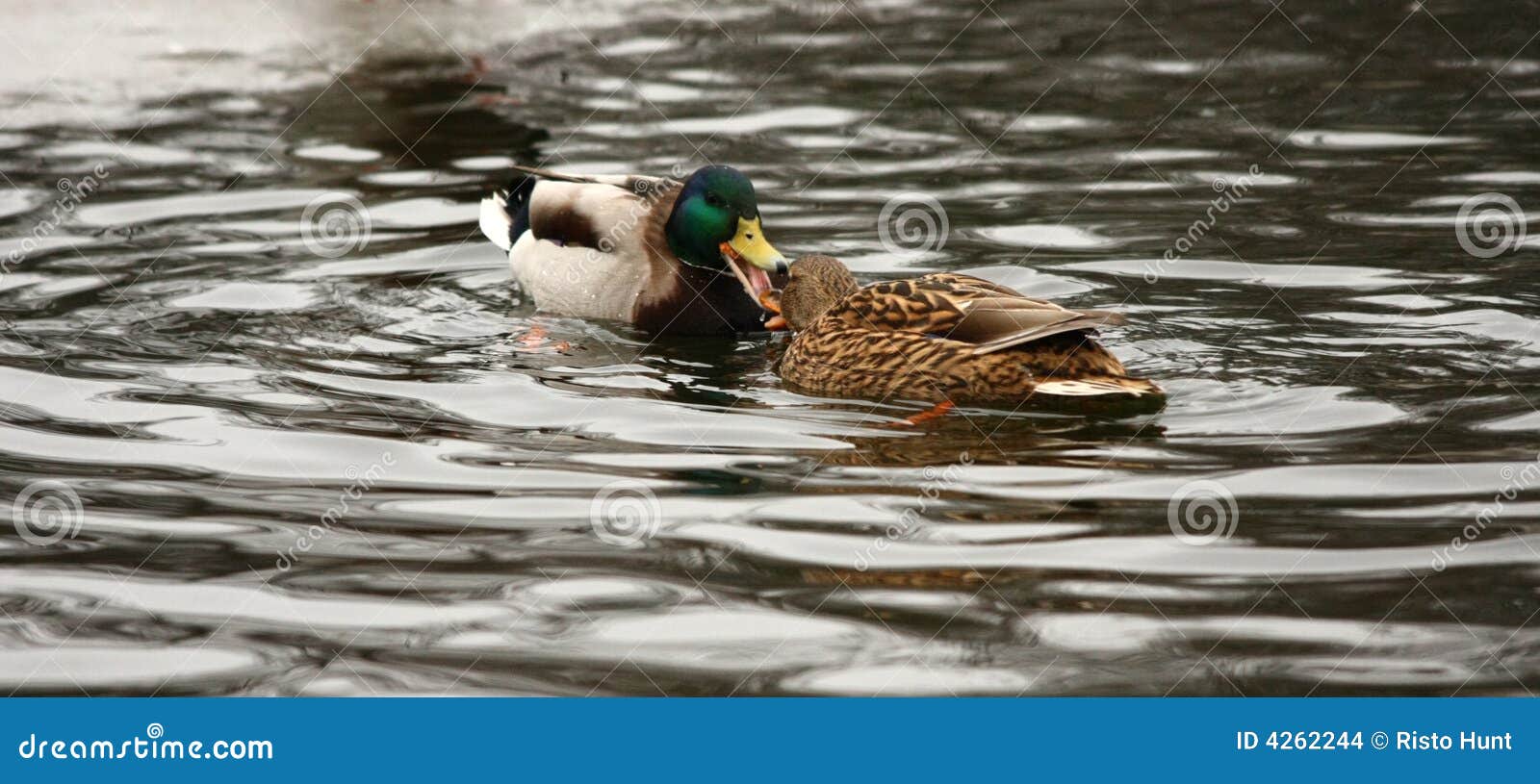 Kissing ducks stock photo. Image of lake, blue, peck, kissing - 4262244