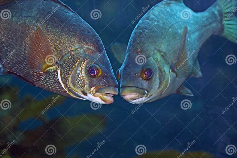 Kissing Fish stock photo. Image of ocean, animal, spot - 11411702
