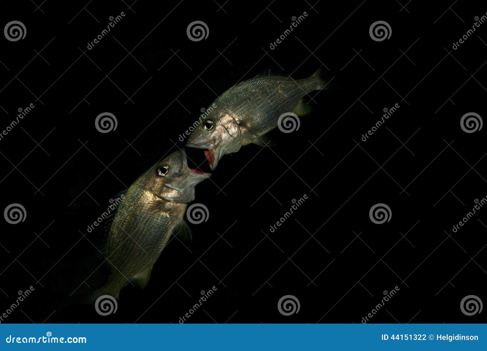 Kissing fish stock photo. Image of love, helgidinson - 44151322