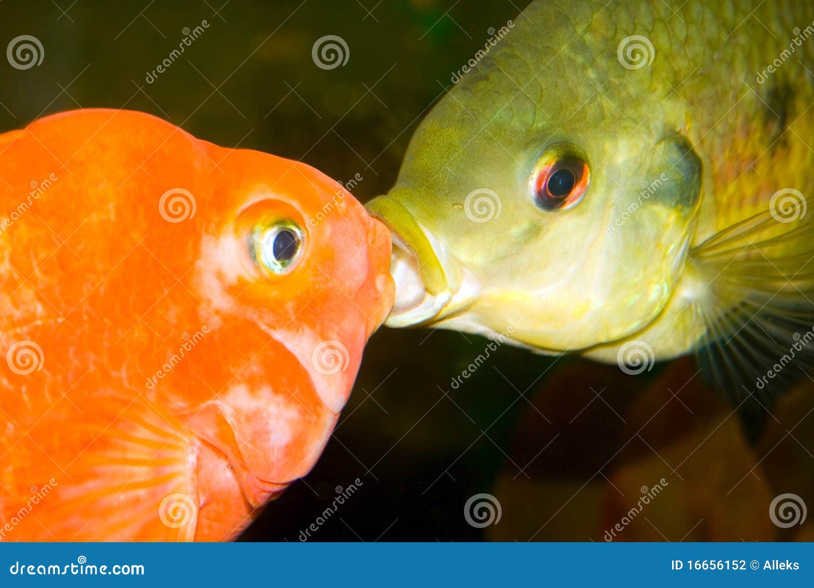 Kissing fishes stock photo. Image of liquid, water, valentines - 16656152