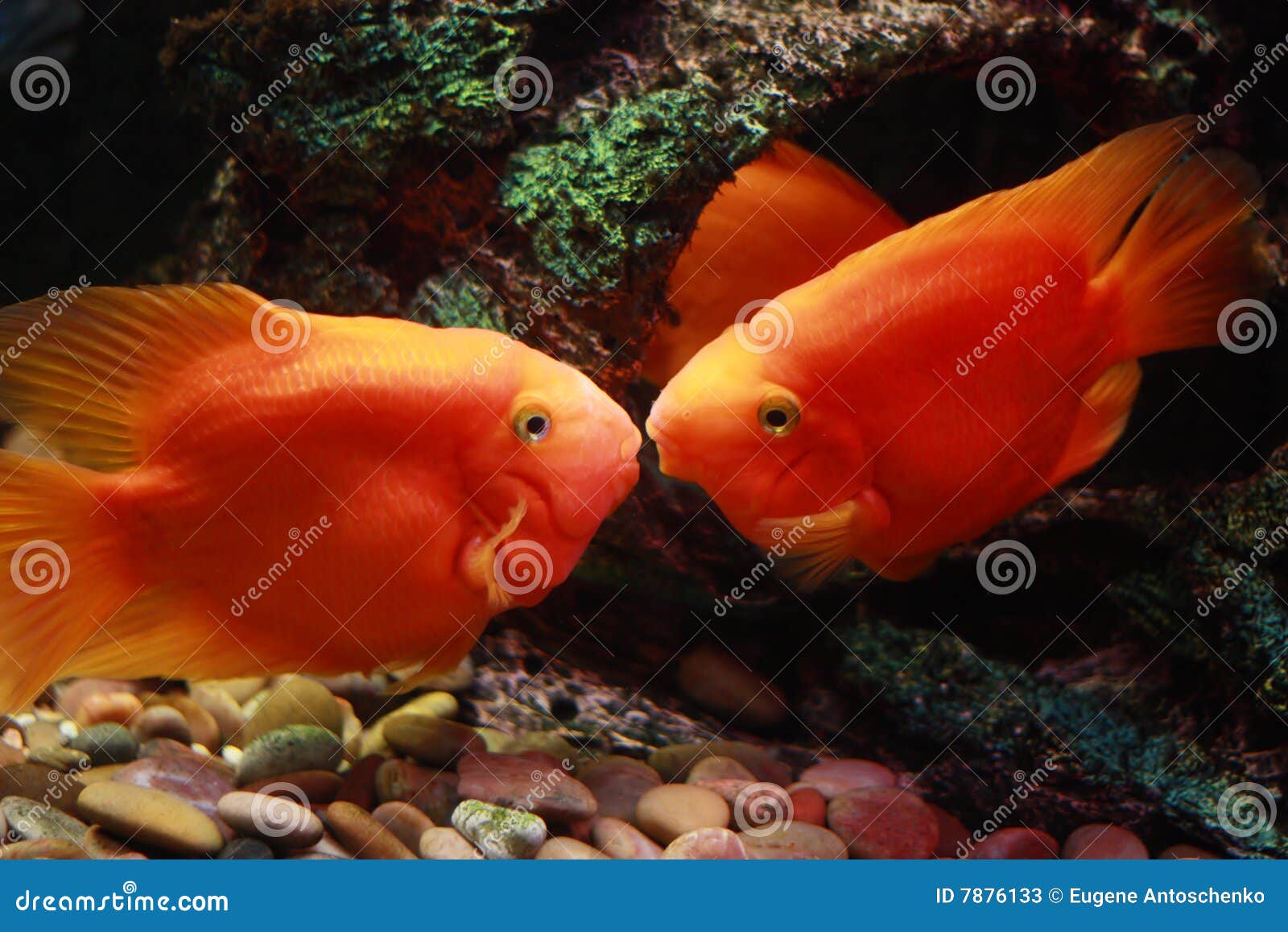 Kissing fishes stock image. Image of kissing, blue, swimming - 7876133