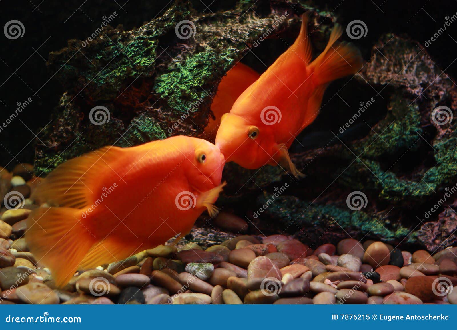 Kissing fishes stock image. Image of pets, fish, swimming - 7876215