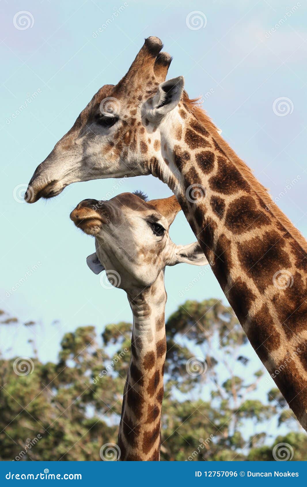 Kissing Giraffes stock photo. Image of safari, affection - 12757096