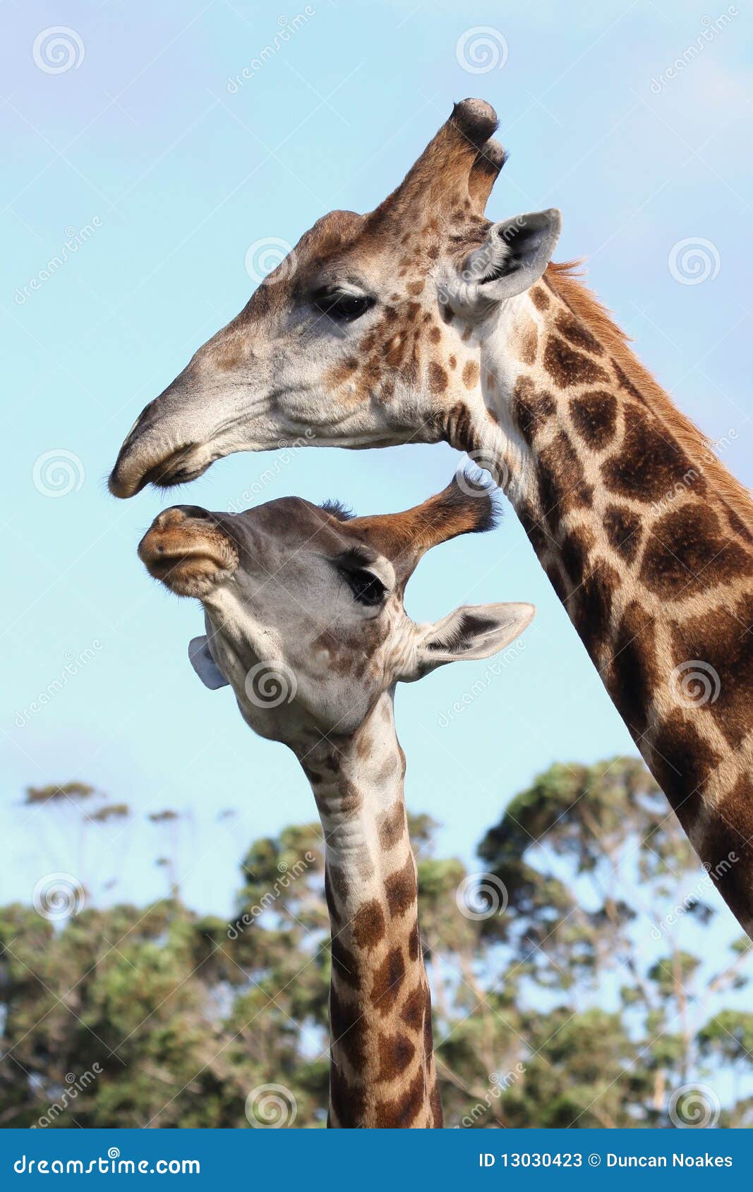 Kissing Giraffes stock image. Image of mates, fauna, animal - 13030423
