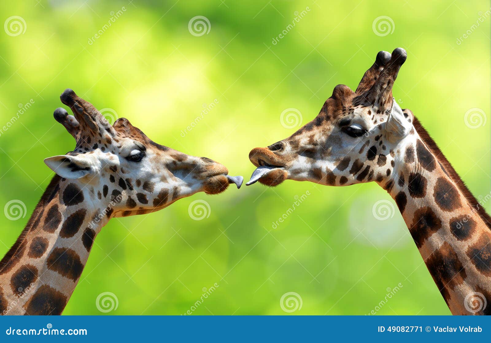Kissing giraffes stock image. Image of mouth, spots, brindled - 49082771