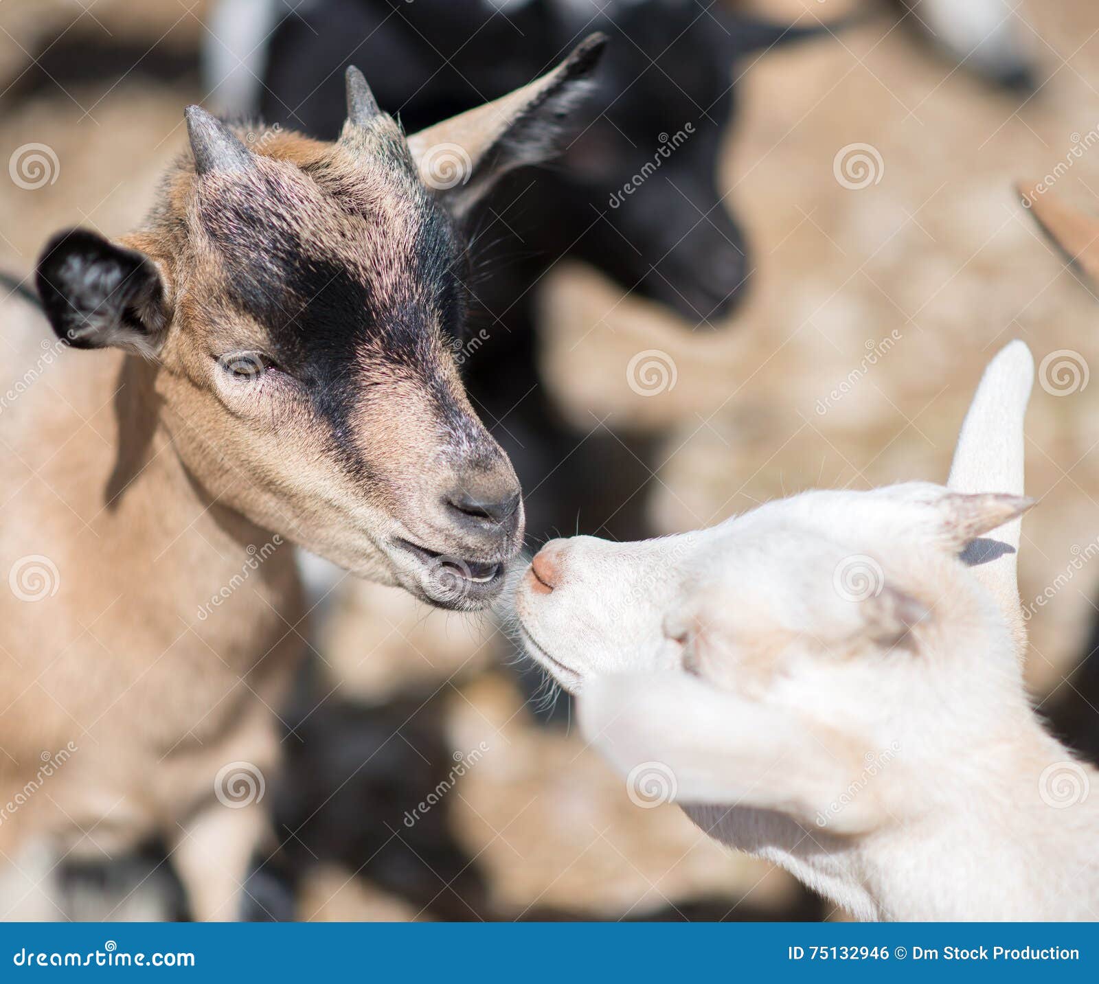 Kissing goats. stock photo. Image of horn, closeup, mouth - 75132946