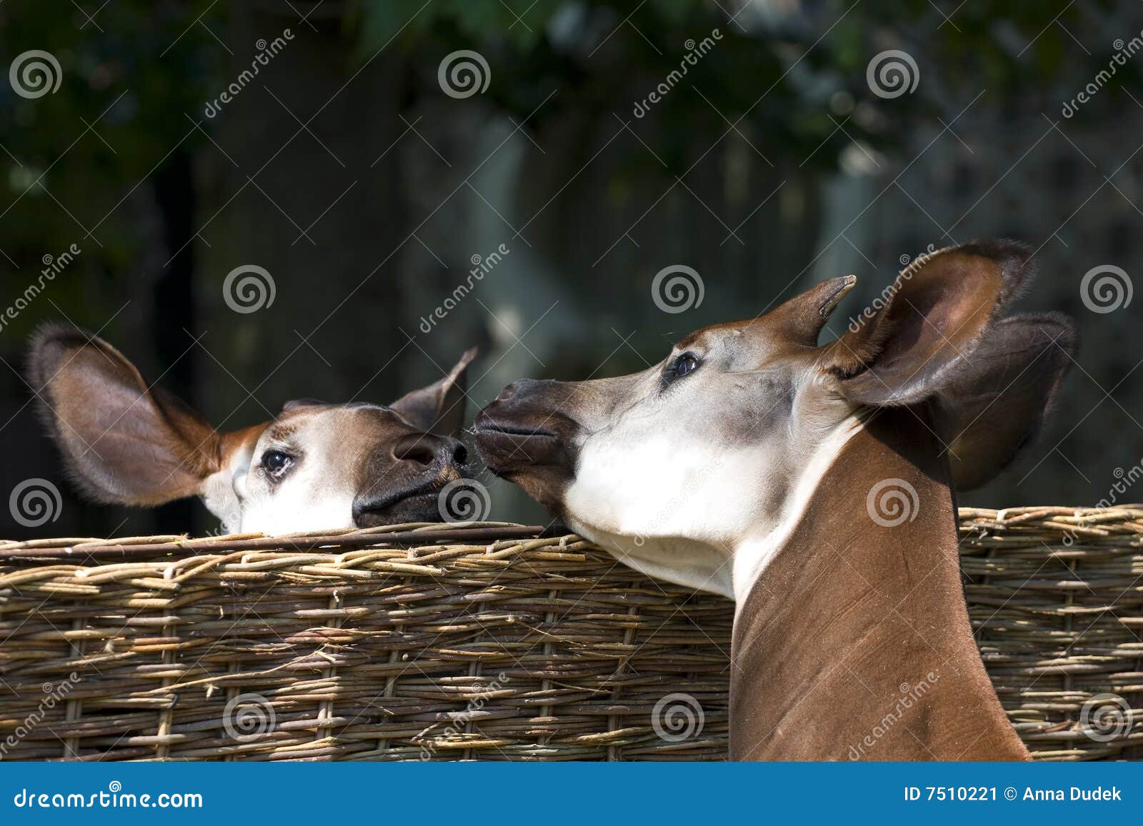 Kissing okapi stock image. Image of mammal, nose, love - 7510221