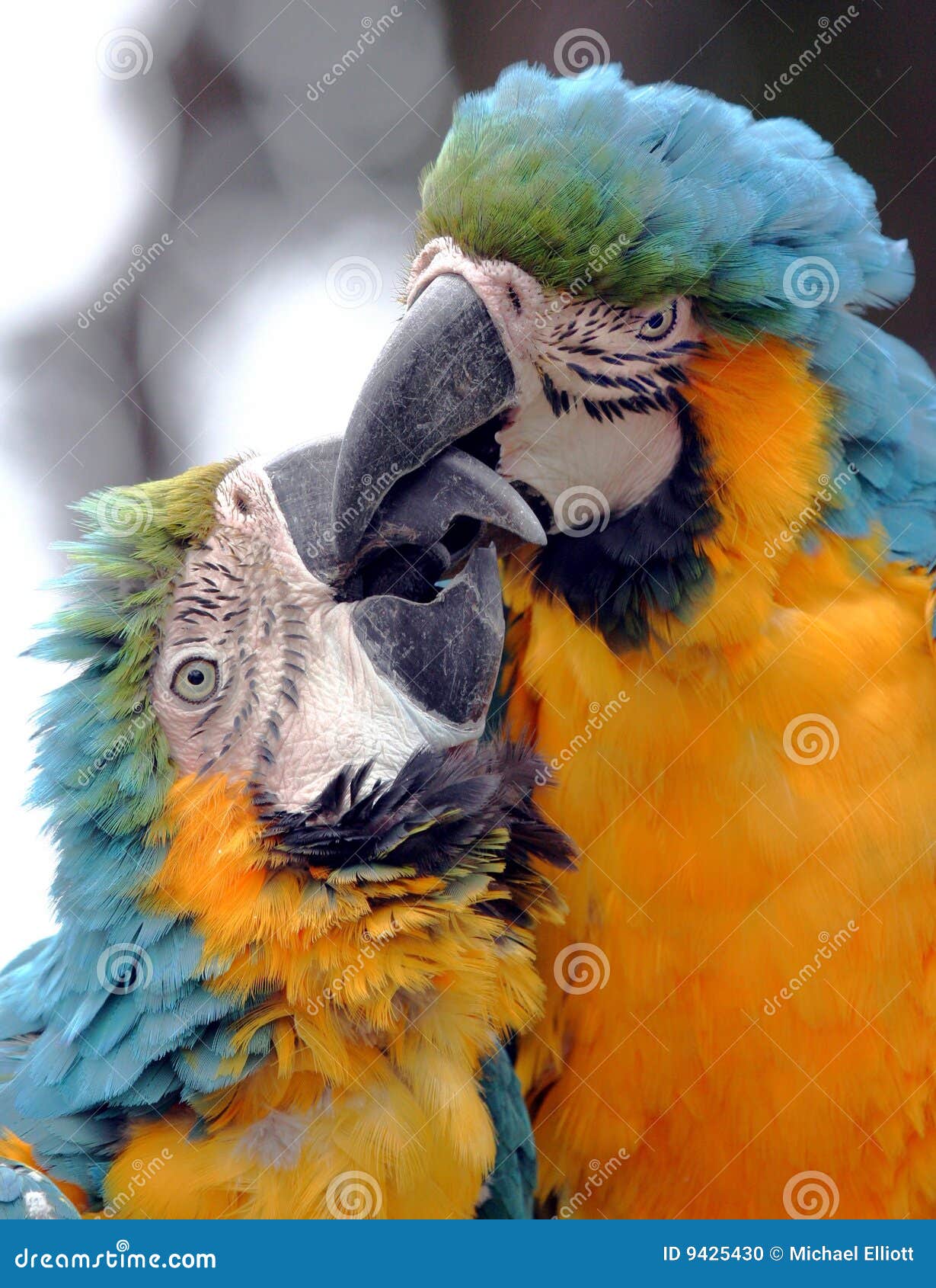 Kissing Parrots stock photo. Image of care, intimacy, colorful - 9425430
