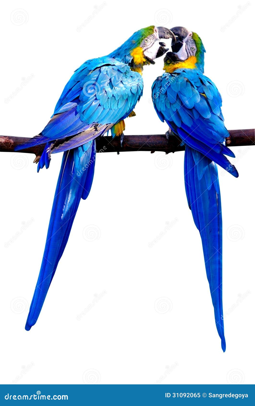 Kissing Parrots stock image. Image of animals, tail, perched - 31092065