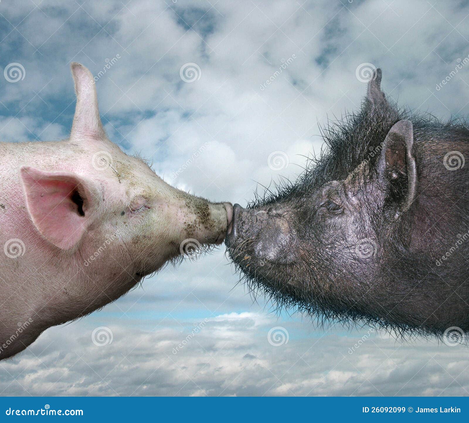 Two Pigs Kissing stock image. Image of animal, kiss, love - 26092099