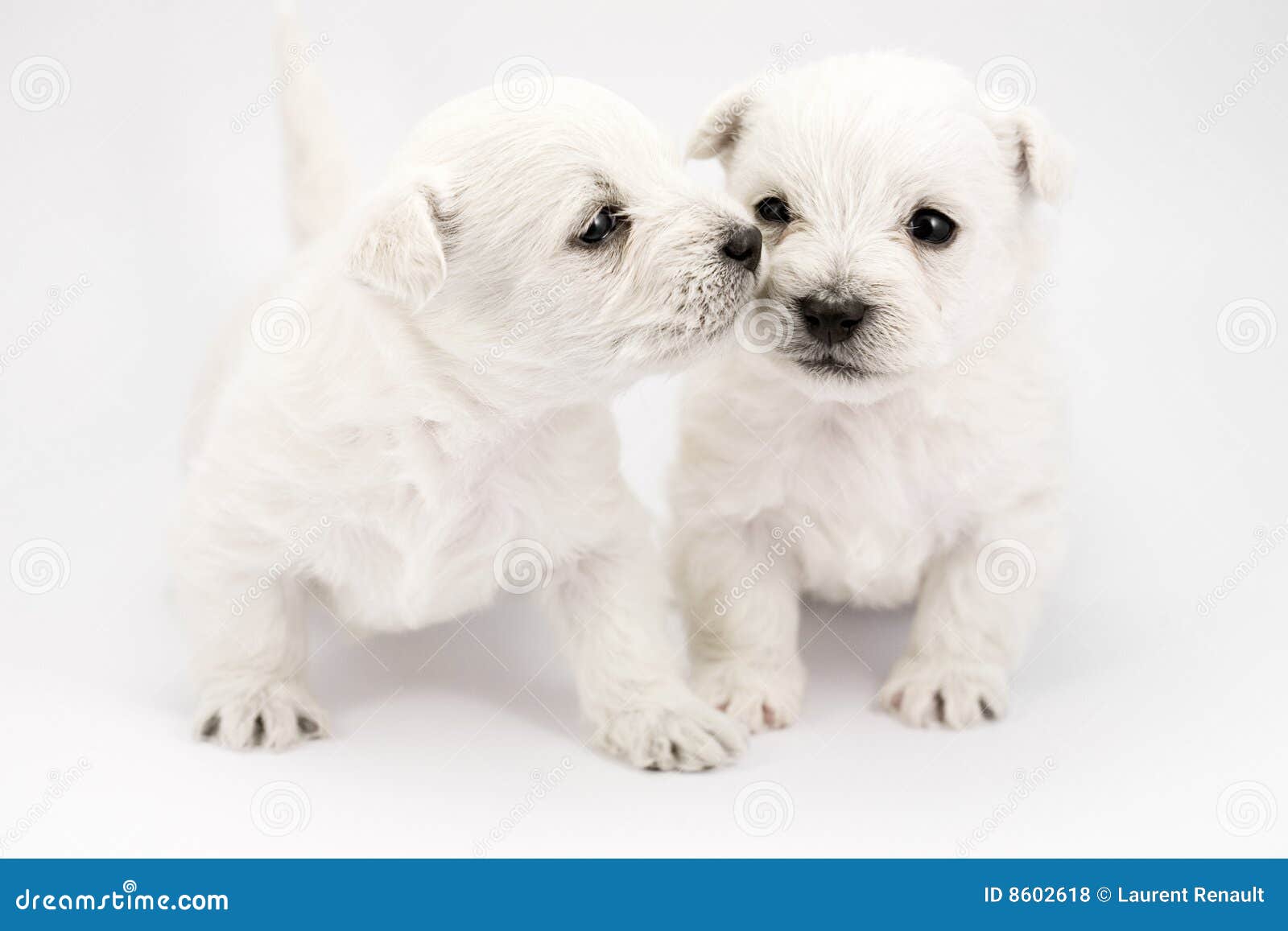 Kissing puppies stock photo. Image of pets, groomed, lovable - 8602618