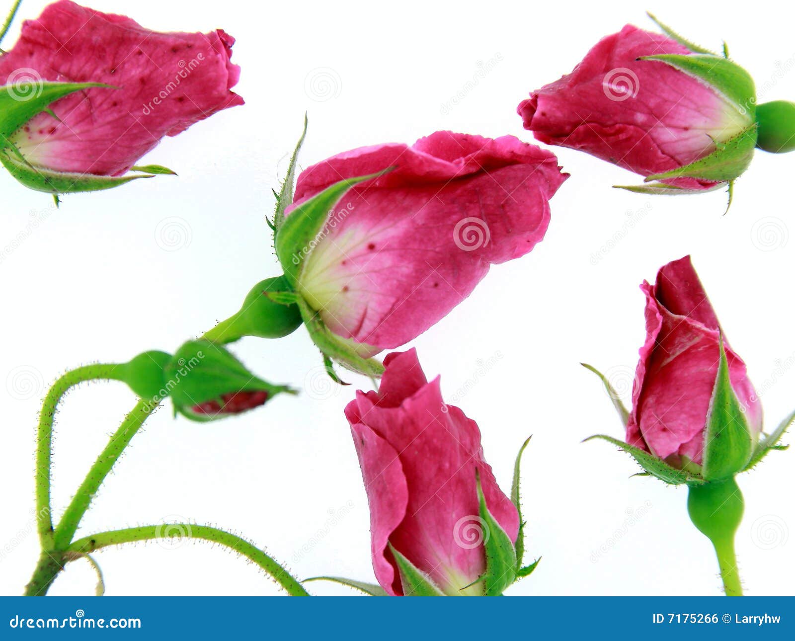 The Kissing Rose Buds stock photo. Image of rose, stem - 7175266
