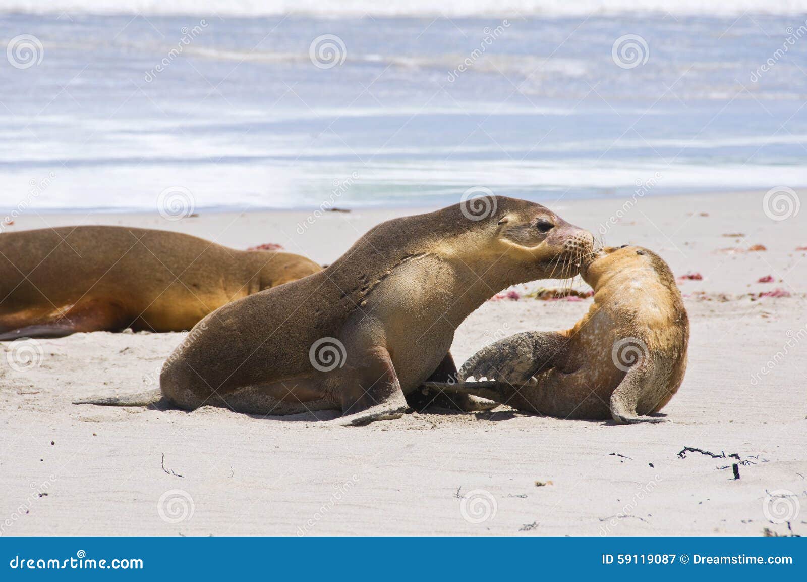 Kissing Seals stock image. Image of sand, romantic, nature - 59119087