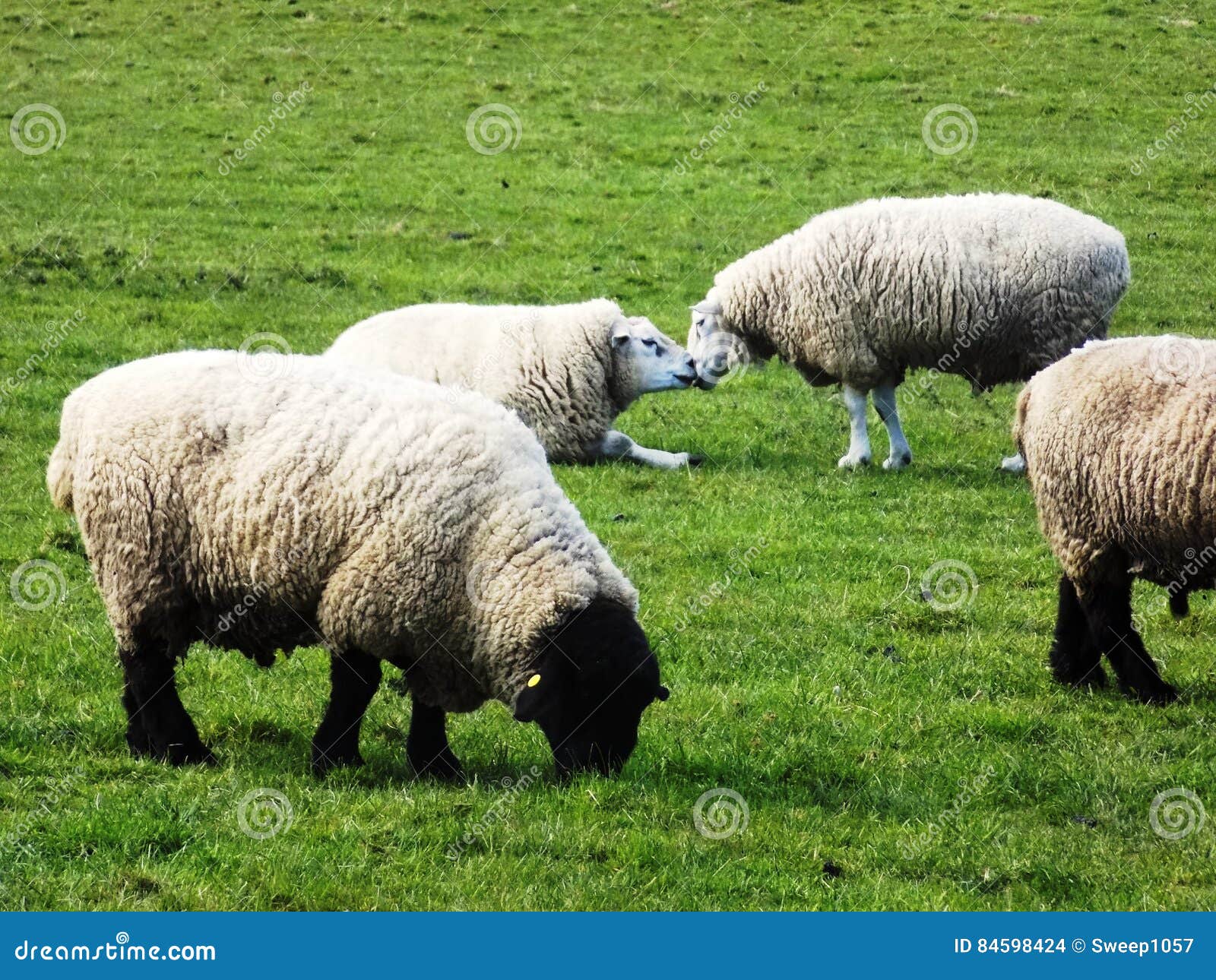 Kissing sheep stock photo. Image of country, sheep, cute - 84598424