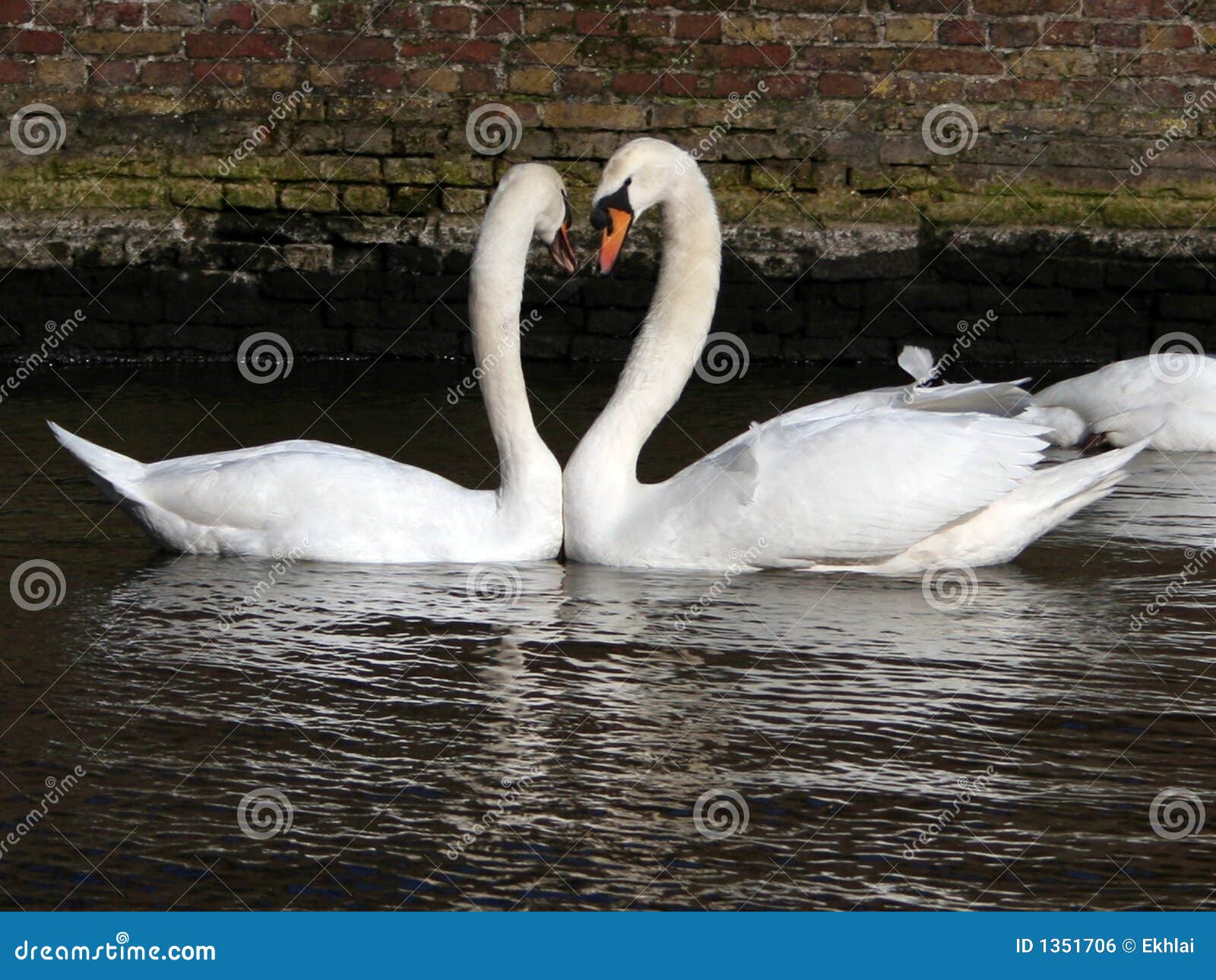 Kissing Swans stock photo. Image of water, love, shape - 1351706